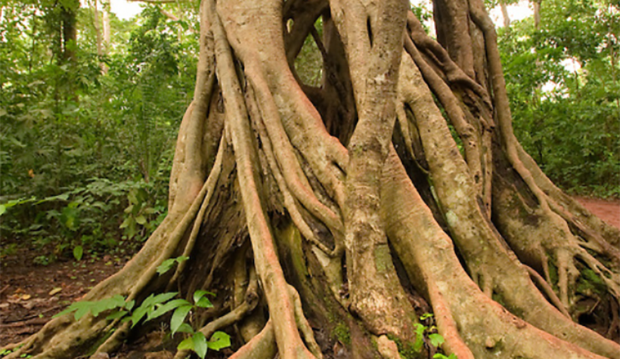 Implementing the Strangler Pattern with Serverless